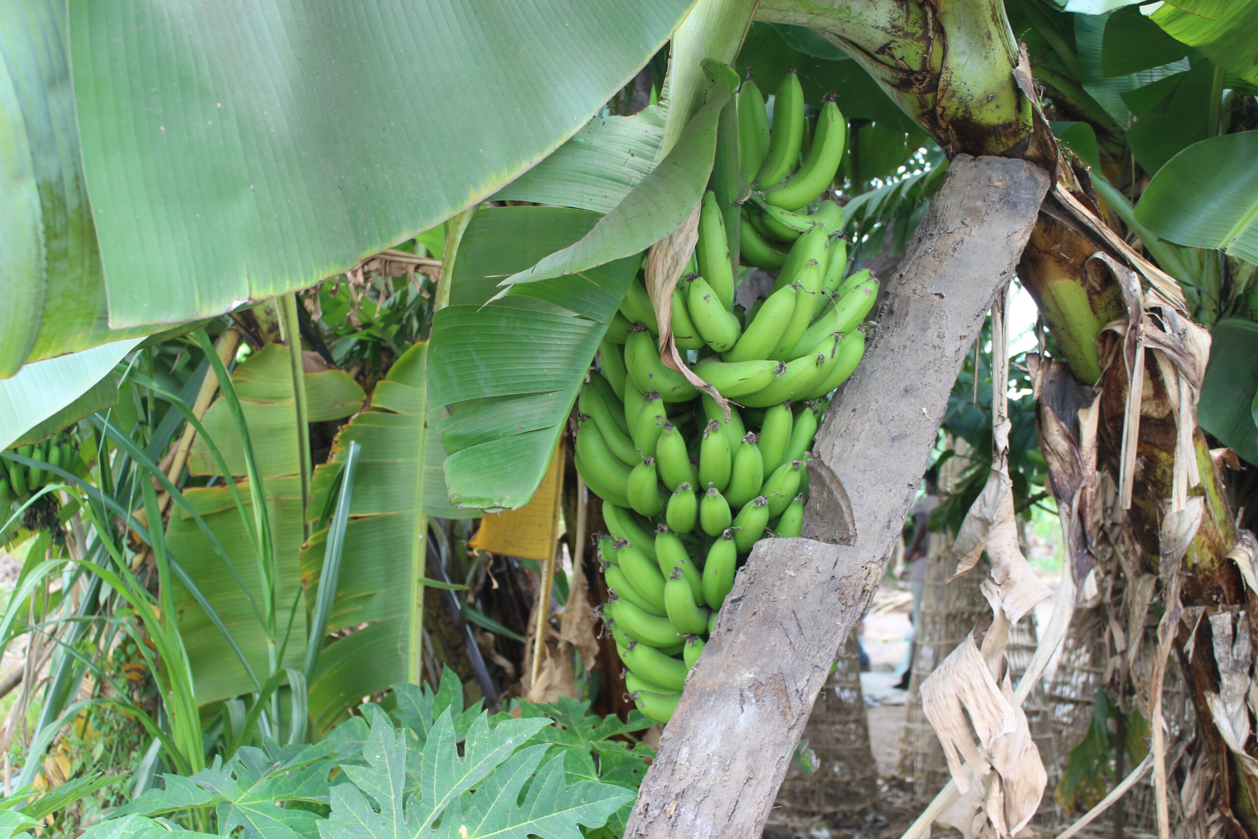 In Malawi, resilience is not built, but grown - Zurich Climate ...
